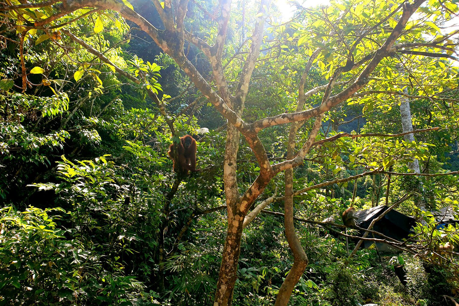 Jungle Trekking in Bukit Lawang: Orang-oetans spotten